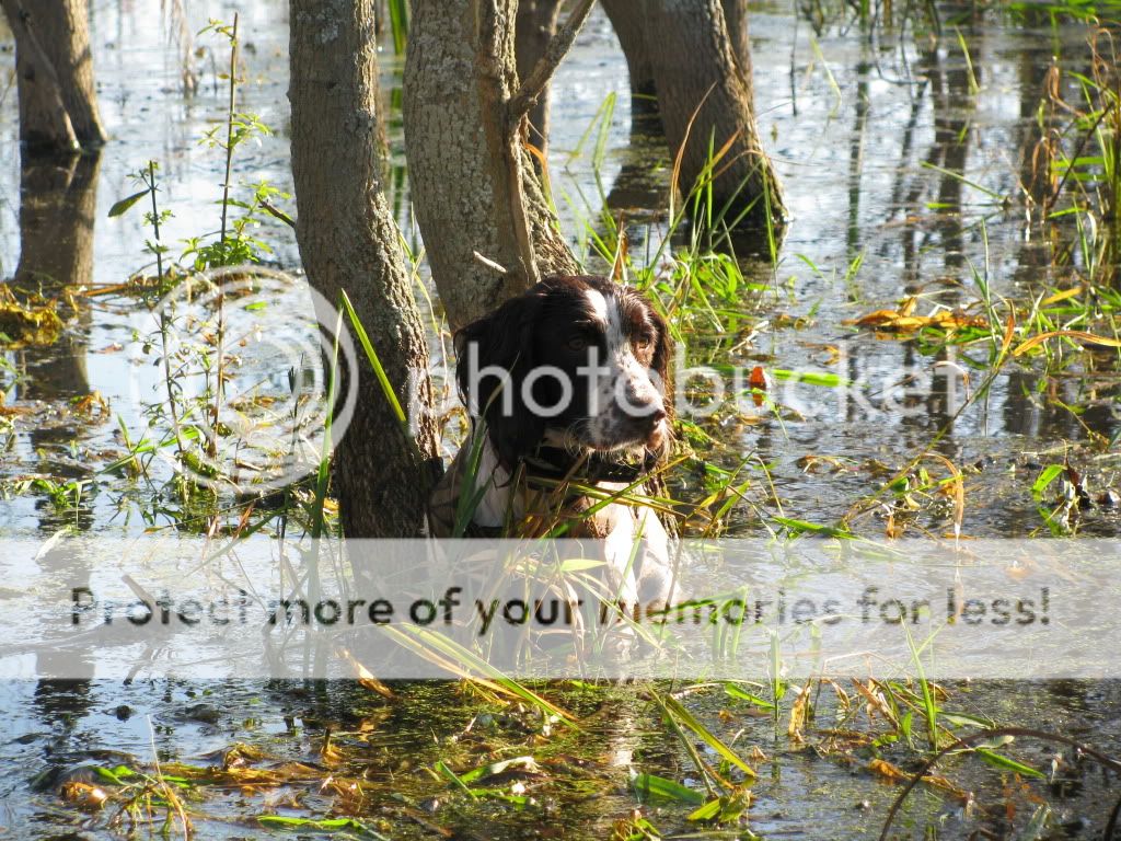 English Springer Spaniel | Duck Hunting Forum