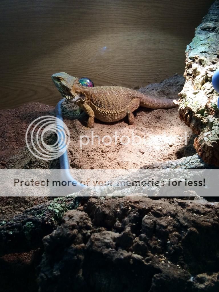 Female bearded dragon digging frantically | Reptile Forums