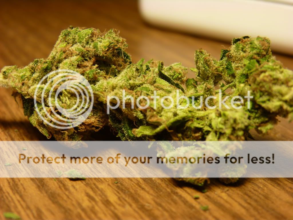 UPDATED - Locally (Michigan) Grown Dank (Tons of HD/Macros!!) **Updated ...