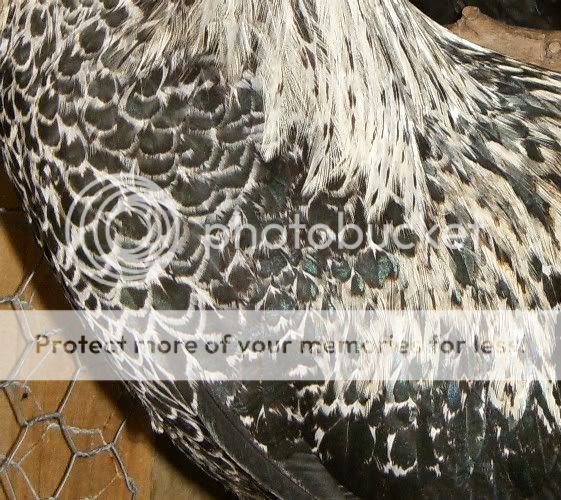 Lacing and Barring | BackYard Chickens - Learn How to Raise Chickens