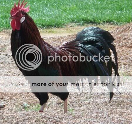 Gold Duckwing vs Black Breasted Red | BackYard Chickens - Learn How to ...