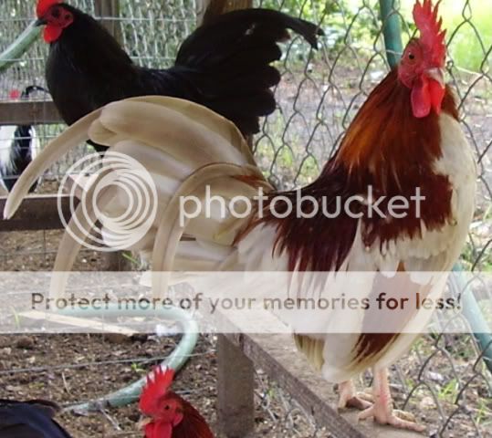 Red Pyle X Black OEGB Questions | BackYard Chickens - Learn How to ...