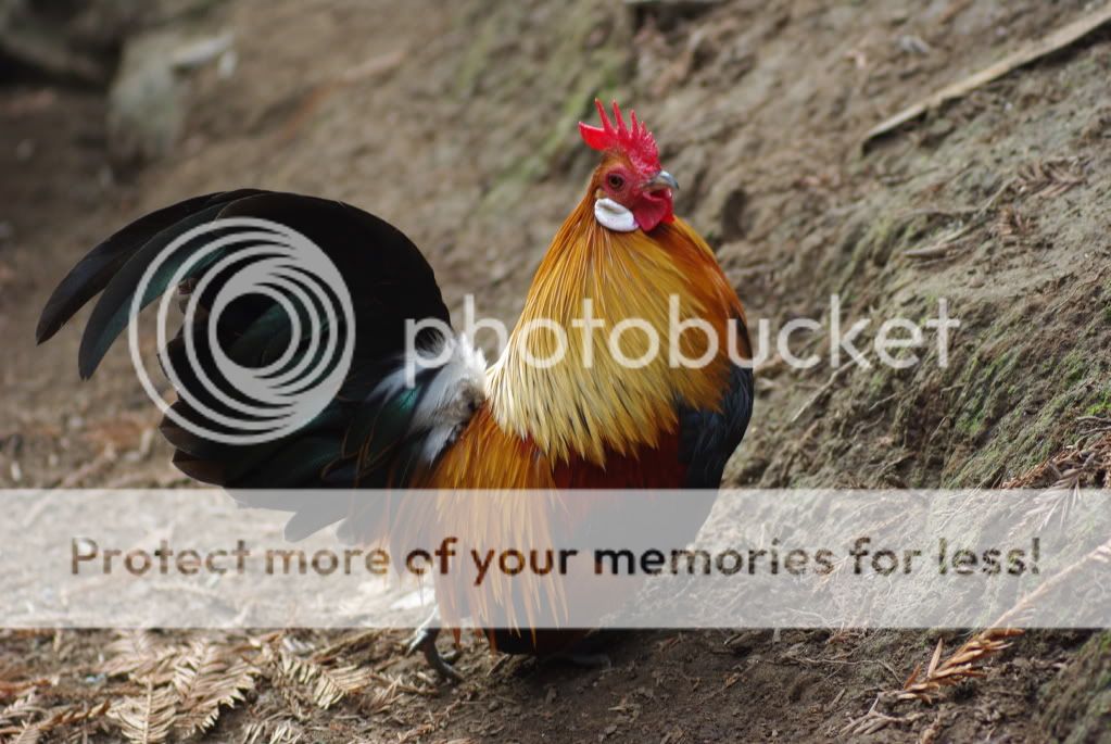 Gold Duckwing vs Black Breasted Red | BackYard Chickens - Learn How to ...