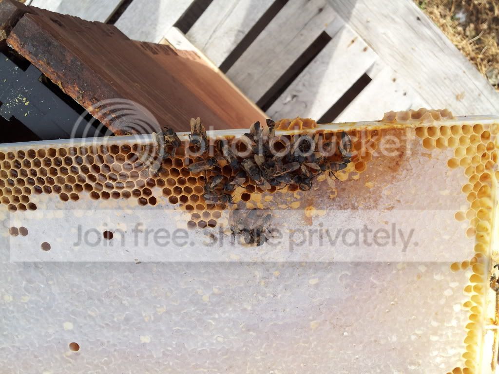 Help... What Happened to My Bees? Dead Out-Pics | Beesource Beekeeping ...