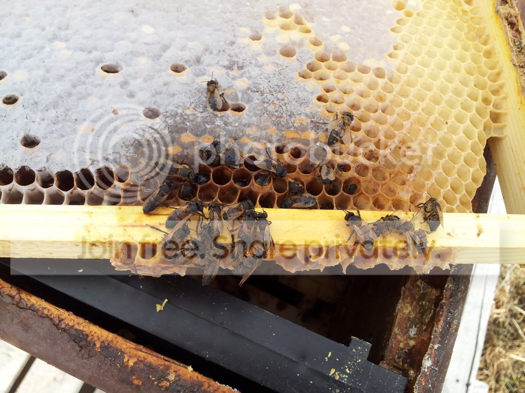 Help... What Happened to My Bees? Dead Out-Pics | Beesource Beekeeping ...