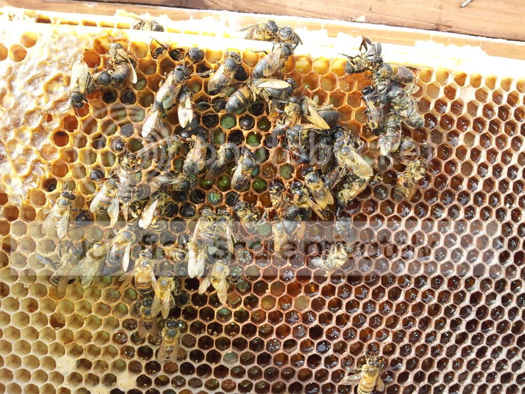 Help... What Happened to My Bees? Dead Out-Pics | Beesource Beekeeping ...