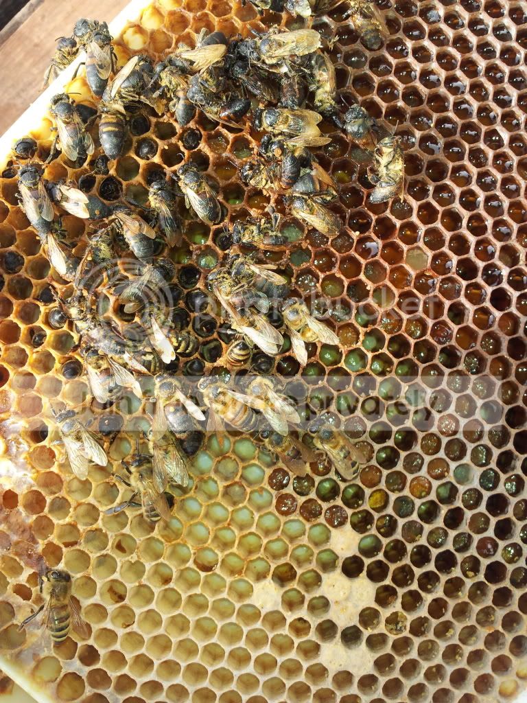 Help... What Happened to My Bees? Dead Out-Pics | Beesource Beekeeping ...
