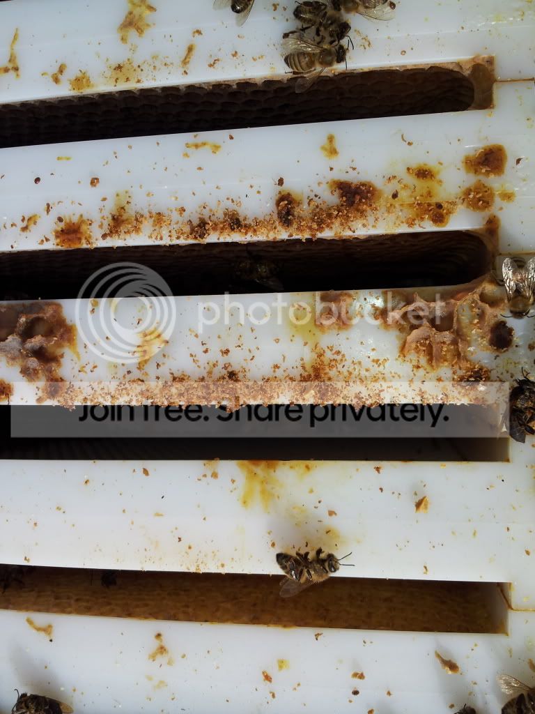 Help... What Happened to My Bees? Dead Out-Pics | Beesource Beekeeping ...