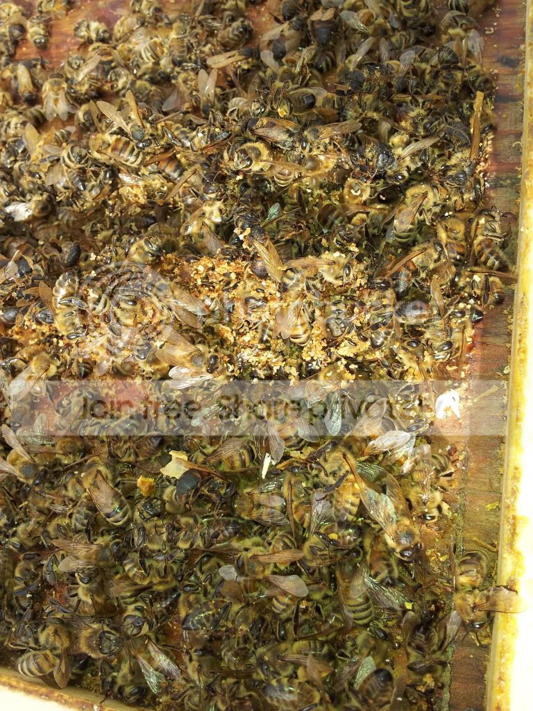Help... What Happened to My Bees? Dead Out-Pics | Beesource Beekeeping ...